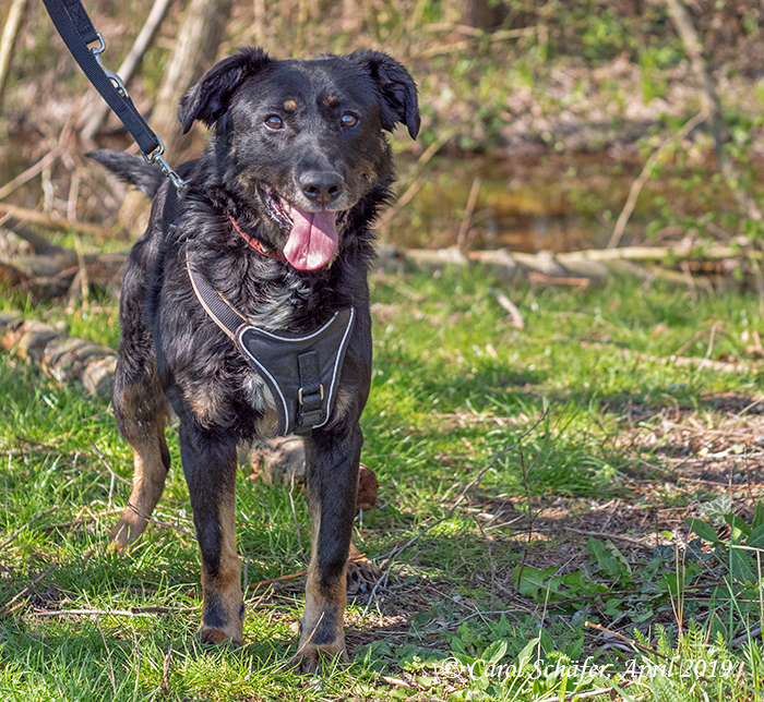 Labus - Tier-Rettungs-Dienst-Frankfurt e.V.